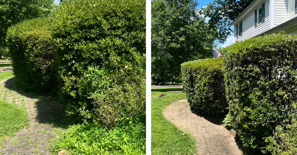 Shrub Removal & Trimming | Bolton Landscaping & Tree Service